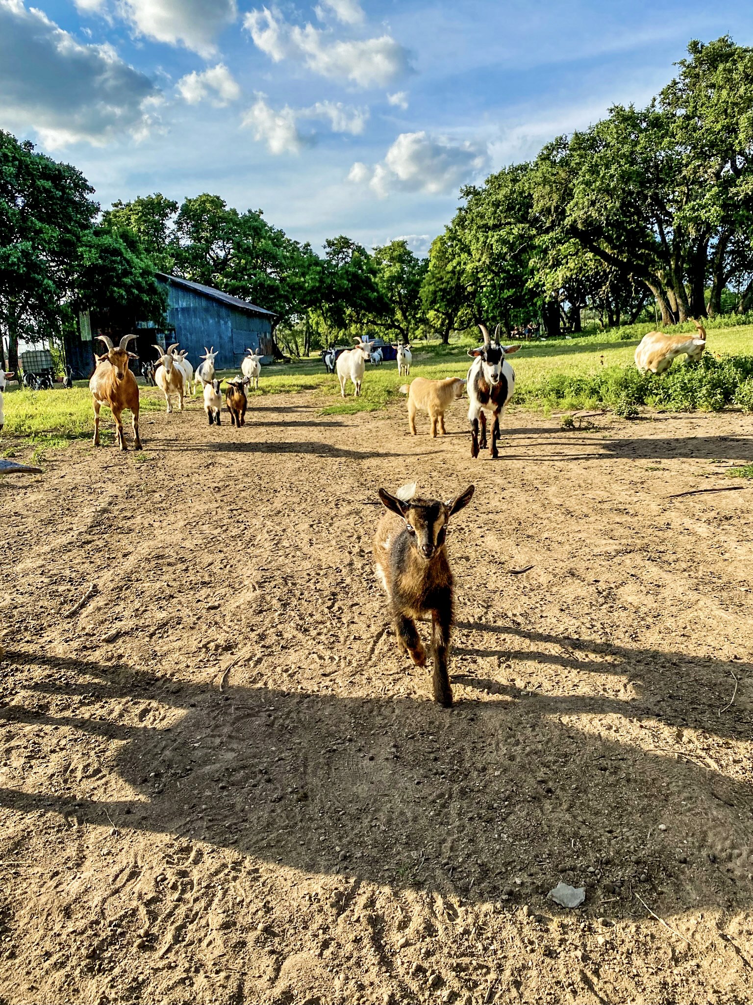 Austin - Where To Find Alpacas, Llamas, And Goats Near Austin - Austin